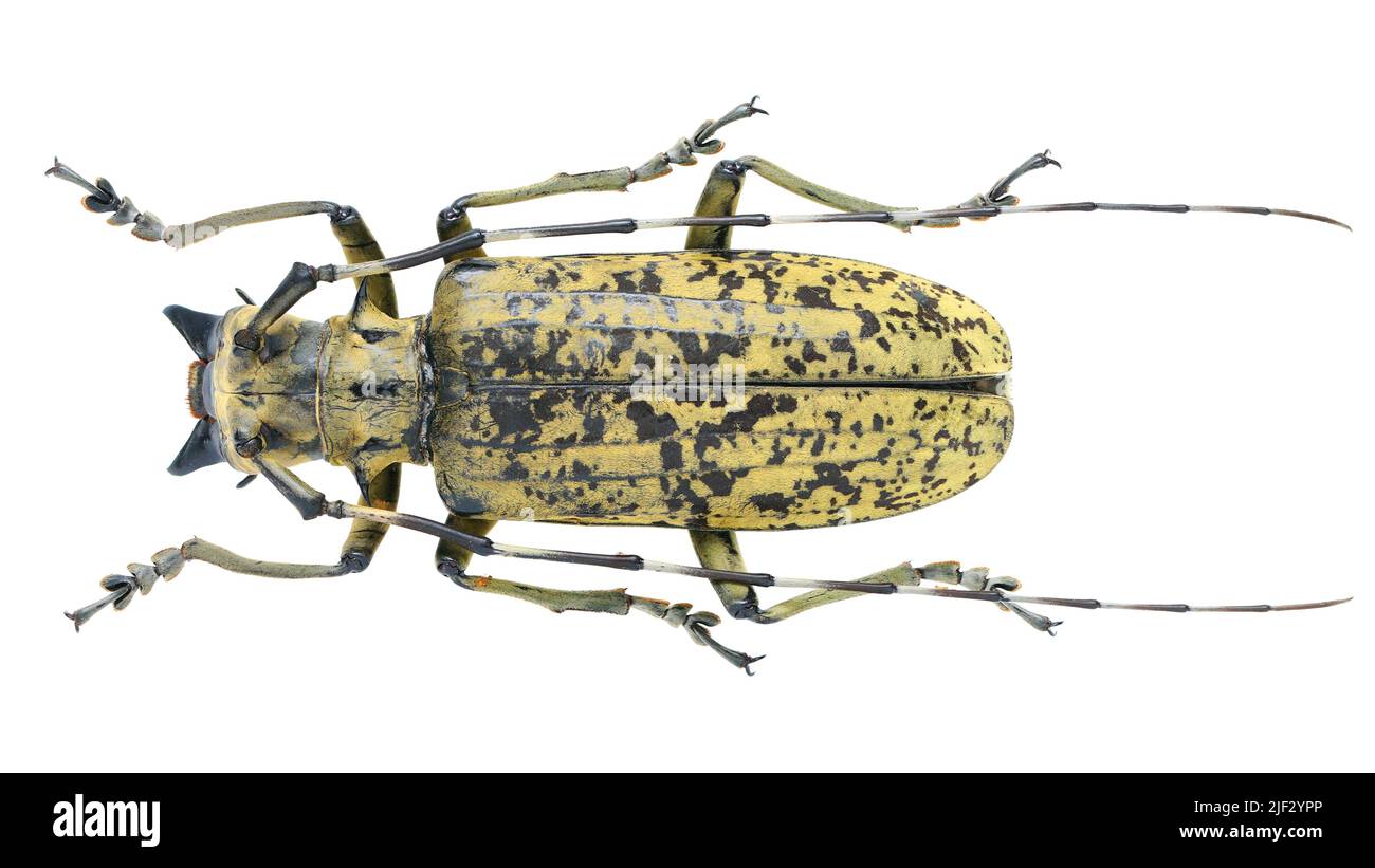 Insect collection of long-horned beetles specimen isolated on white ...