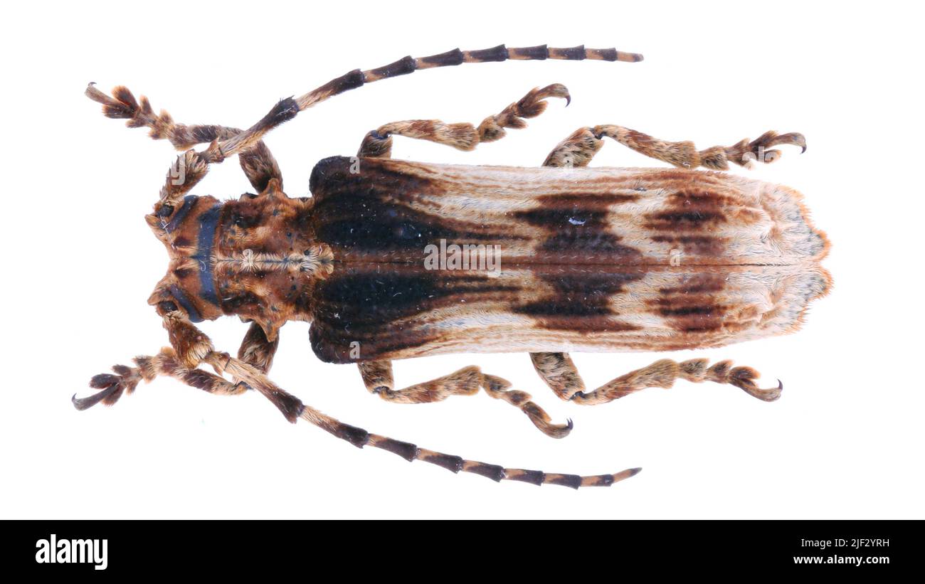 Insect collection of long-horned beetles specimen isolated on white ...