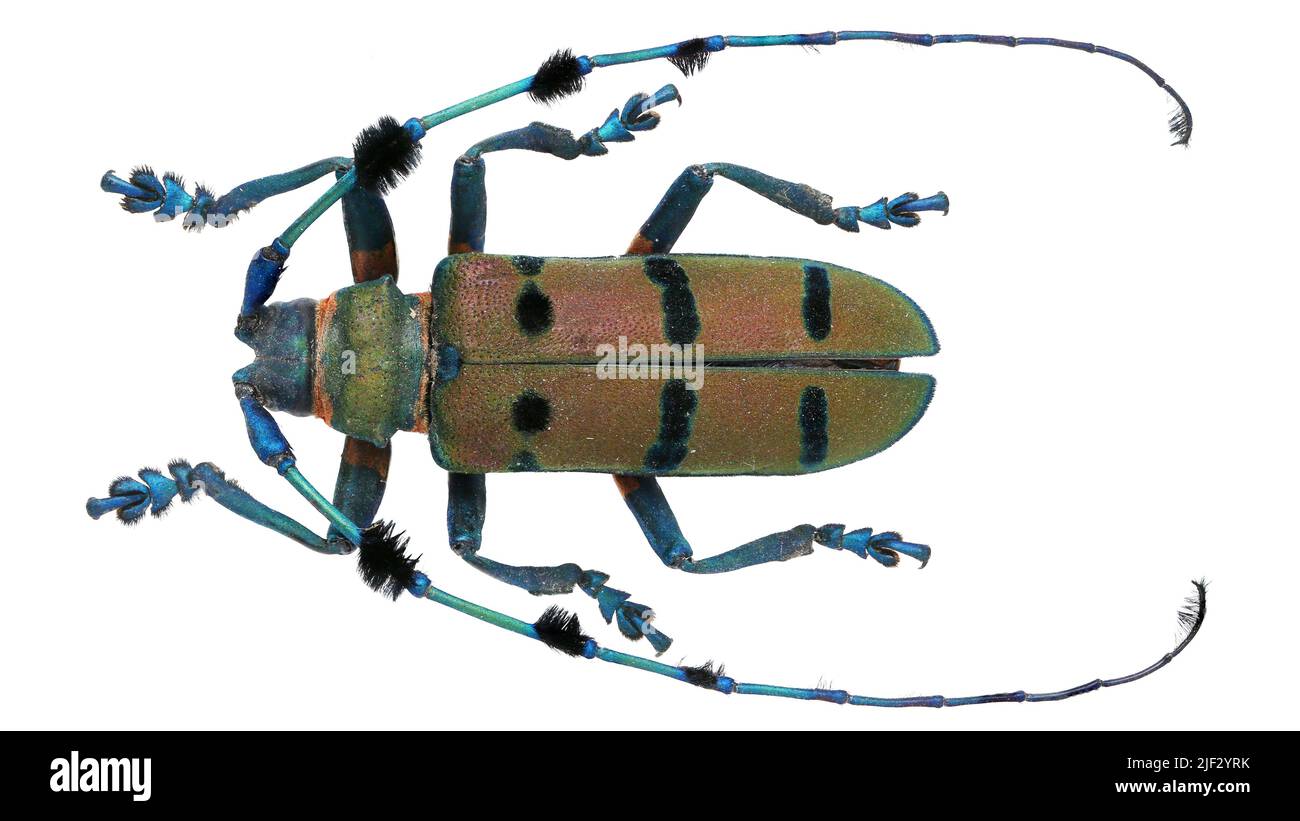 Insect collection of long-horned beetles specimen isolated on white ...