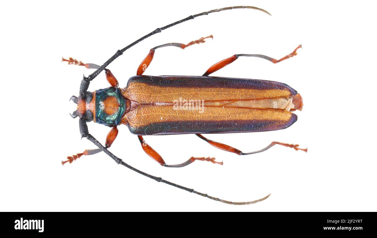 Insect collection of long-horned beetles specimen isolated on white ...