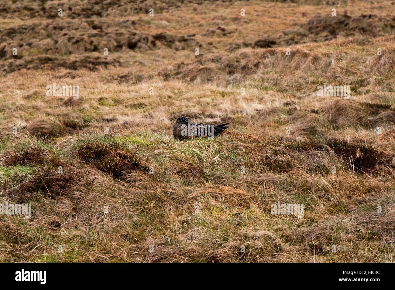Great Skua nesting in the wetland a top of Runde island at the West ...