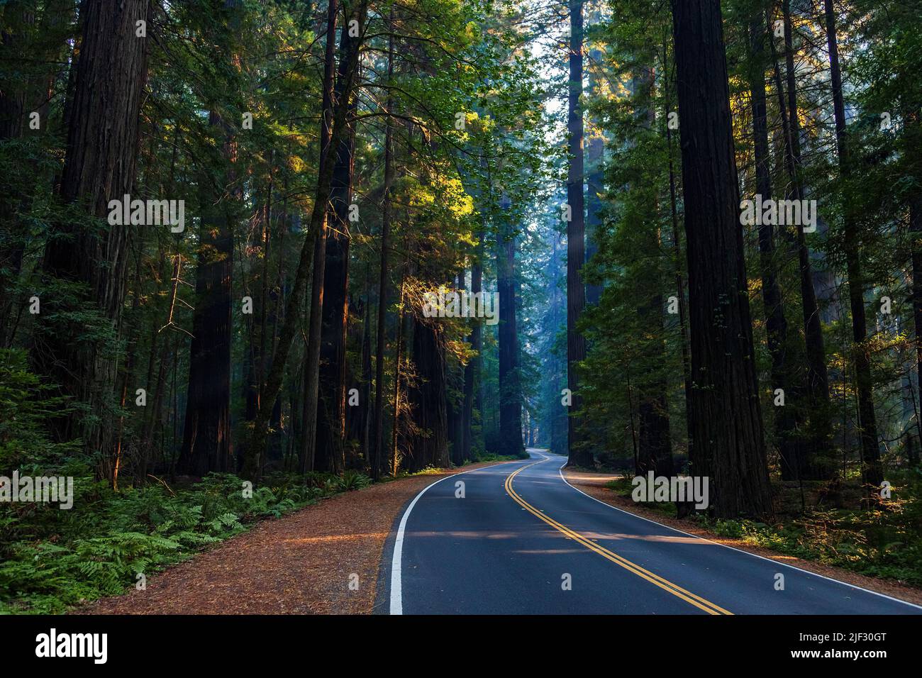 Tallest trees hi-res stock photography and images - Alamy