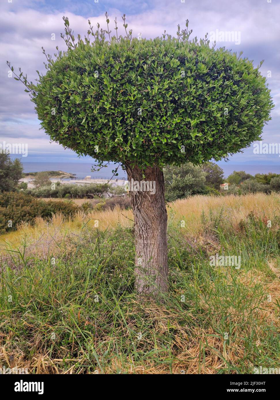Little green bush out in the nature Stock Photo - Alamy