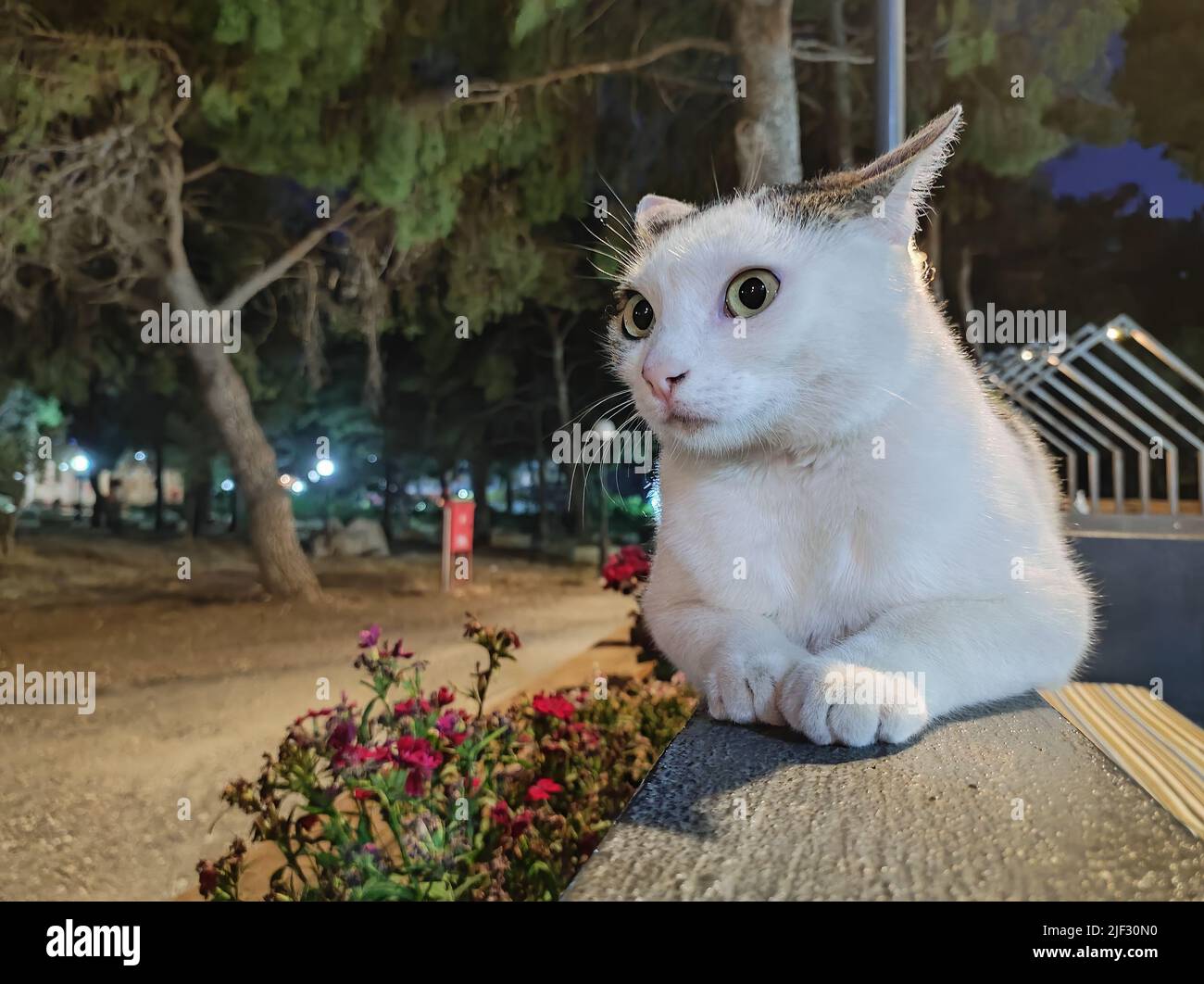 Funny cat portrait resting at the park at night Stock Photo - Alamy