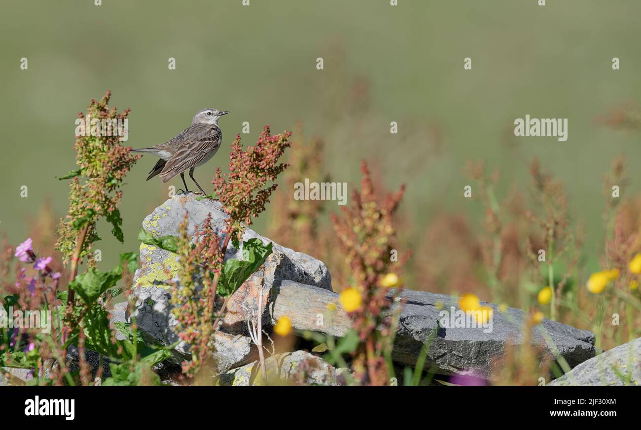 Among the flowers, Water pipit in spring season (Anthus spinoletta ...