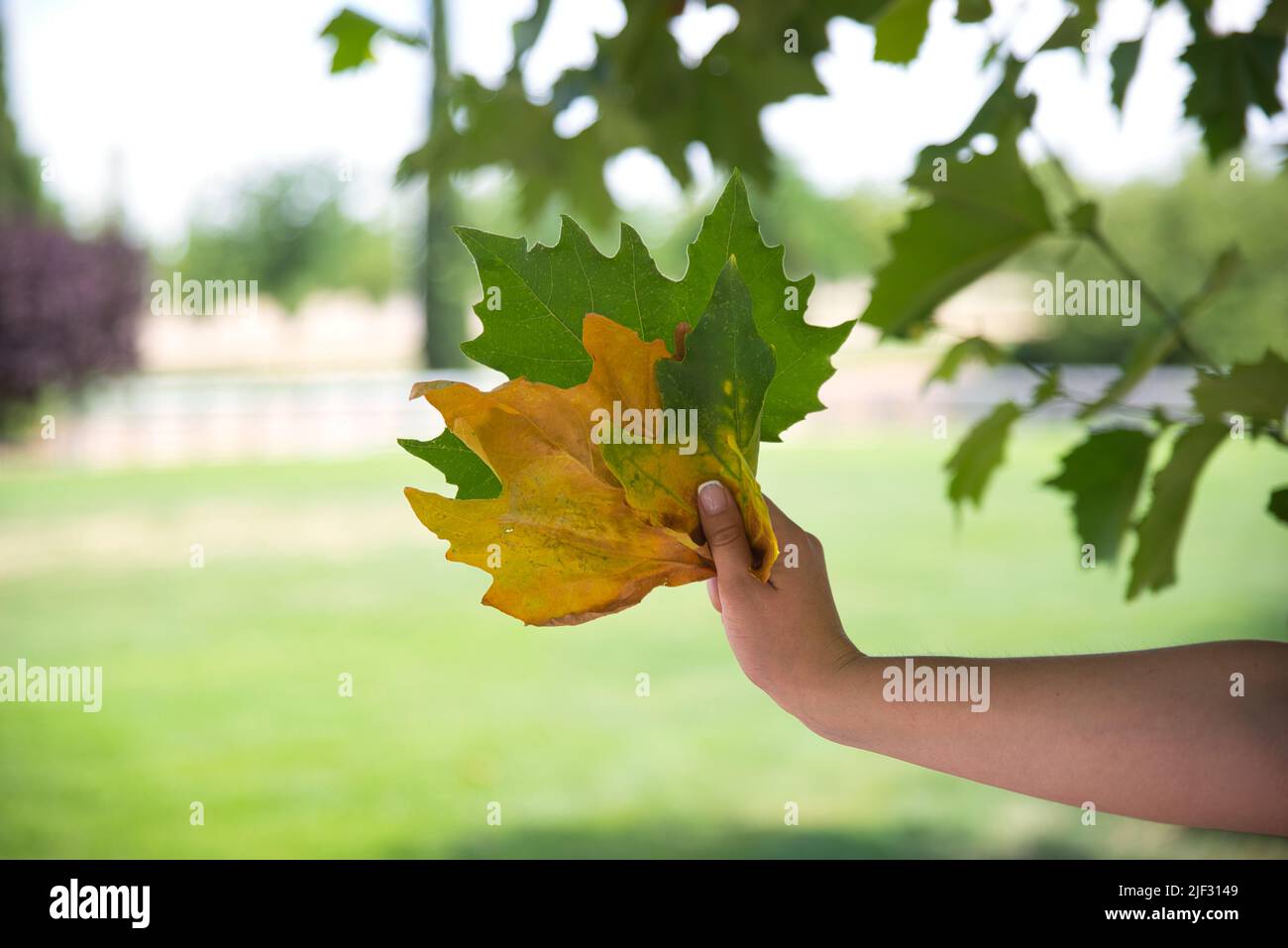Leaves falling from a tree hi-res stock photography and images - Alamy