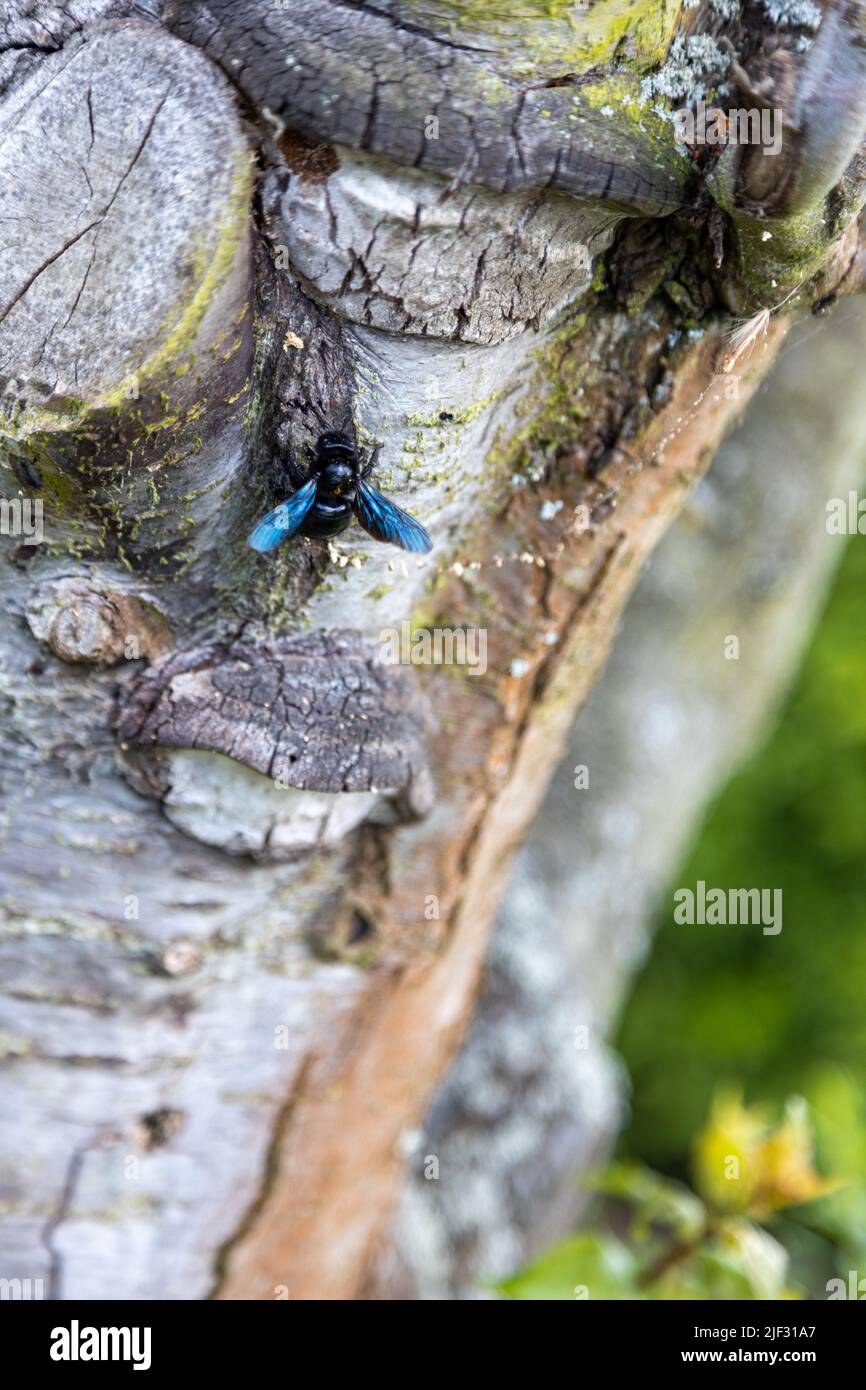 A wonderful blue wood bee works on the trunk of an old tree Stock Photo ...