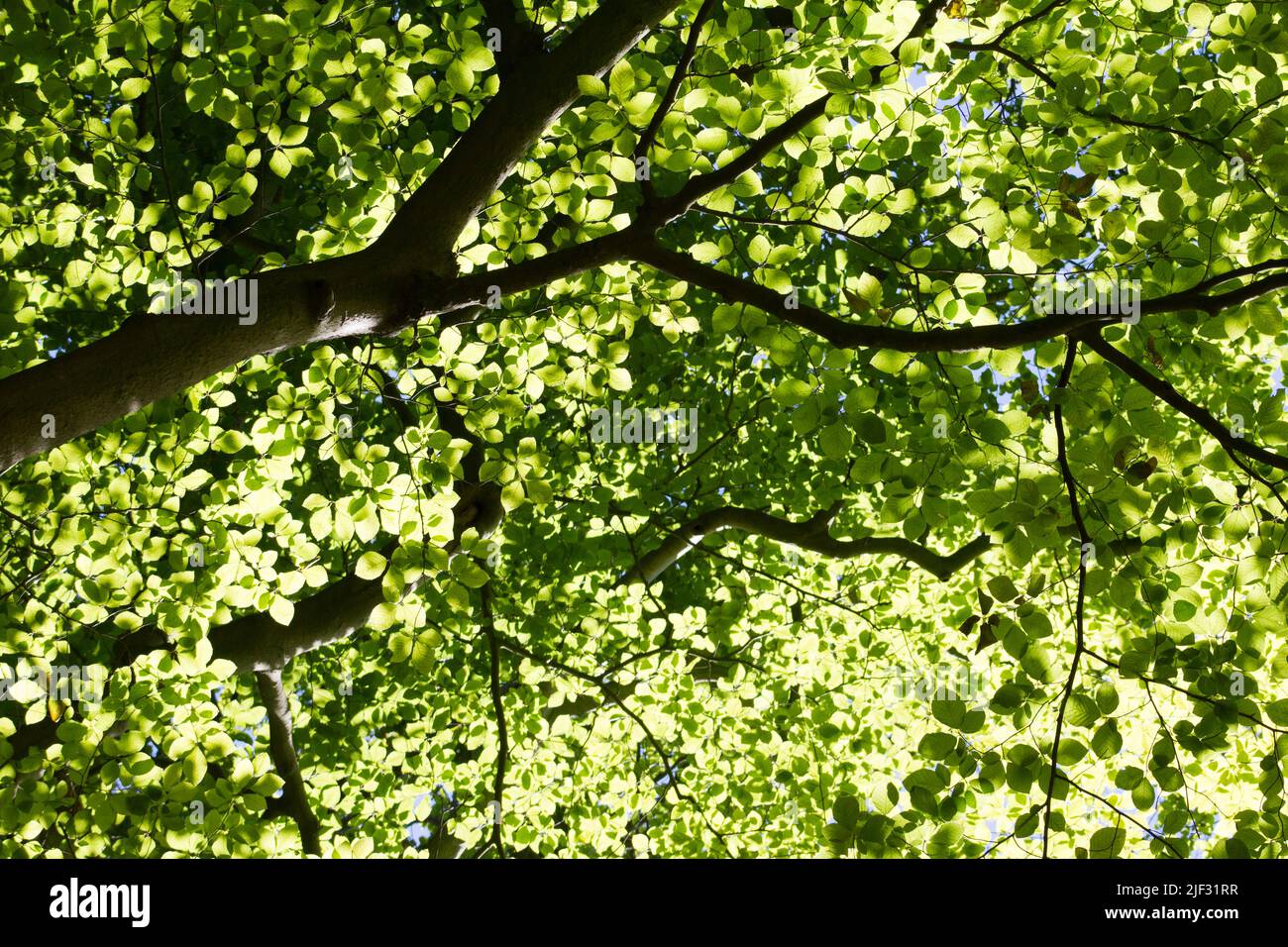 Tree canopy from below hi-res stock photography and images - Alamy