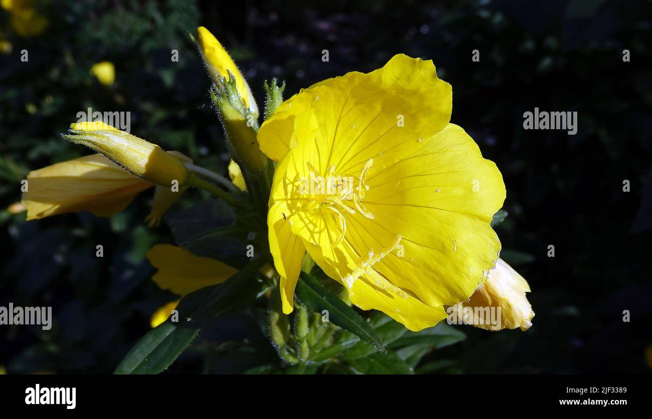 Flowers Oenothera biennis, Oenothera biennial or Flight - Oenothéra ...