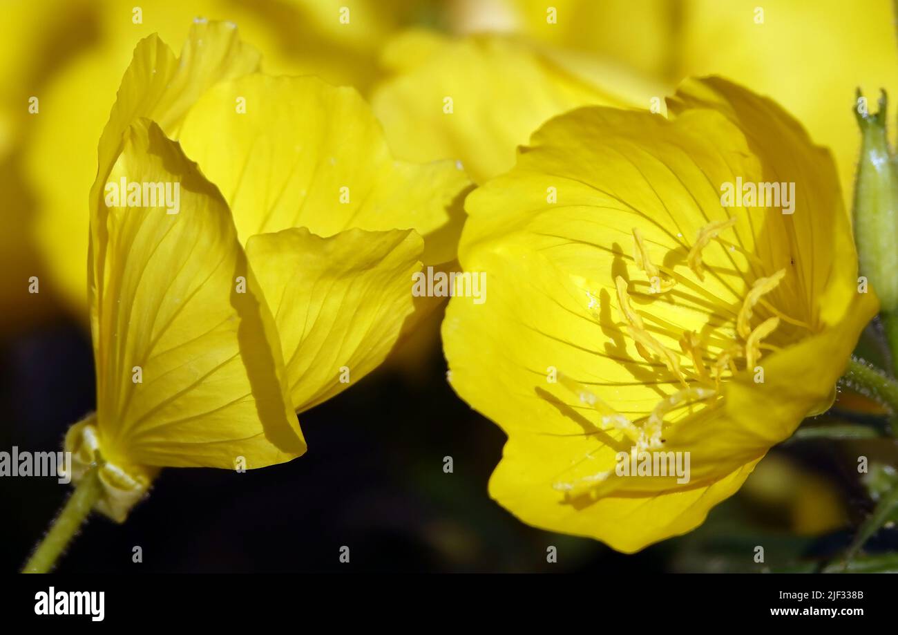 Flowers Oenothera biennis, Oenothera biennial or Flight - Oenothéra ...