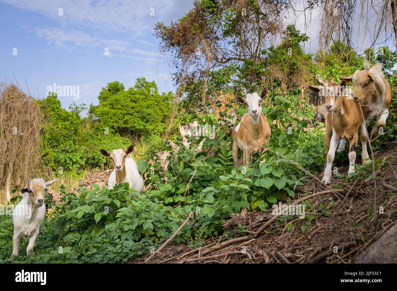 Goats near Itanda Falls of the Victoria Nile in Uganda, sunny day in ...