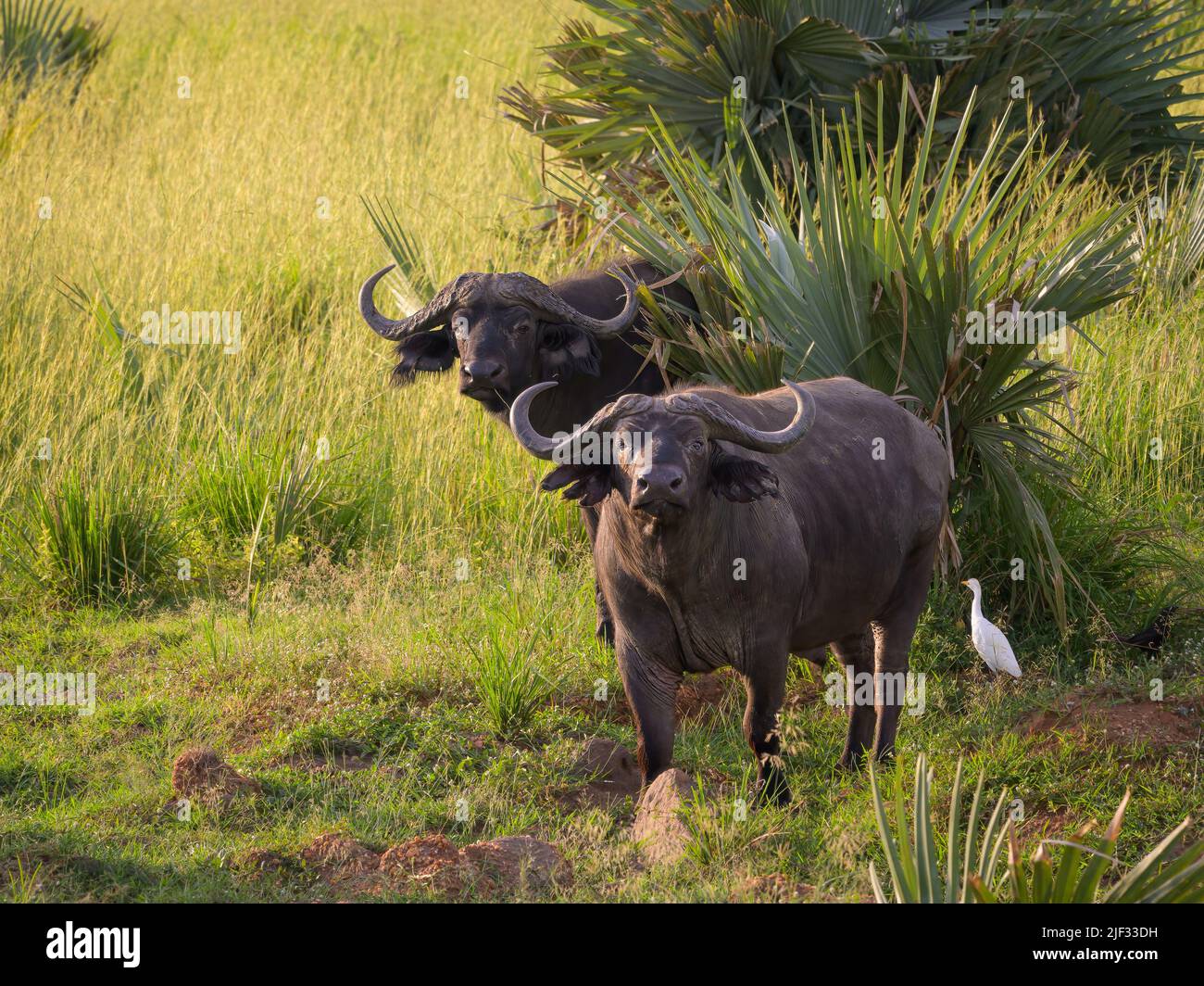 Portrait of an African buffalo in savanna, Murchison Falls National ...