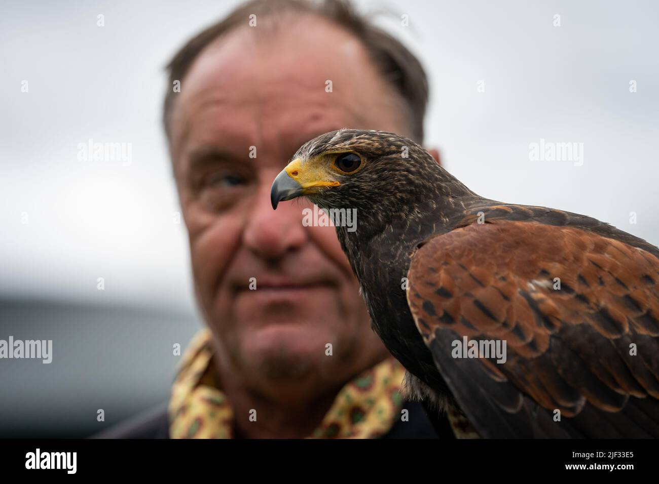 Rufus harris hawk hi-res stock photography and images - Alamy