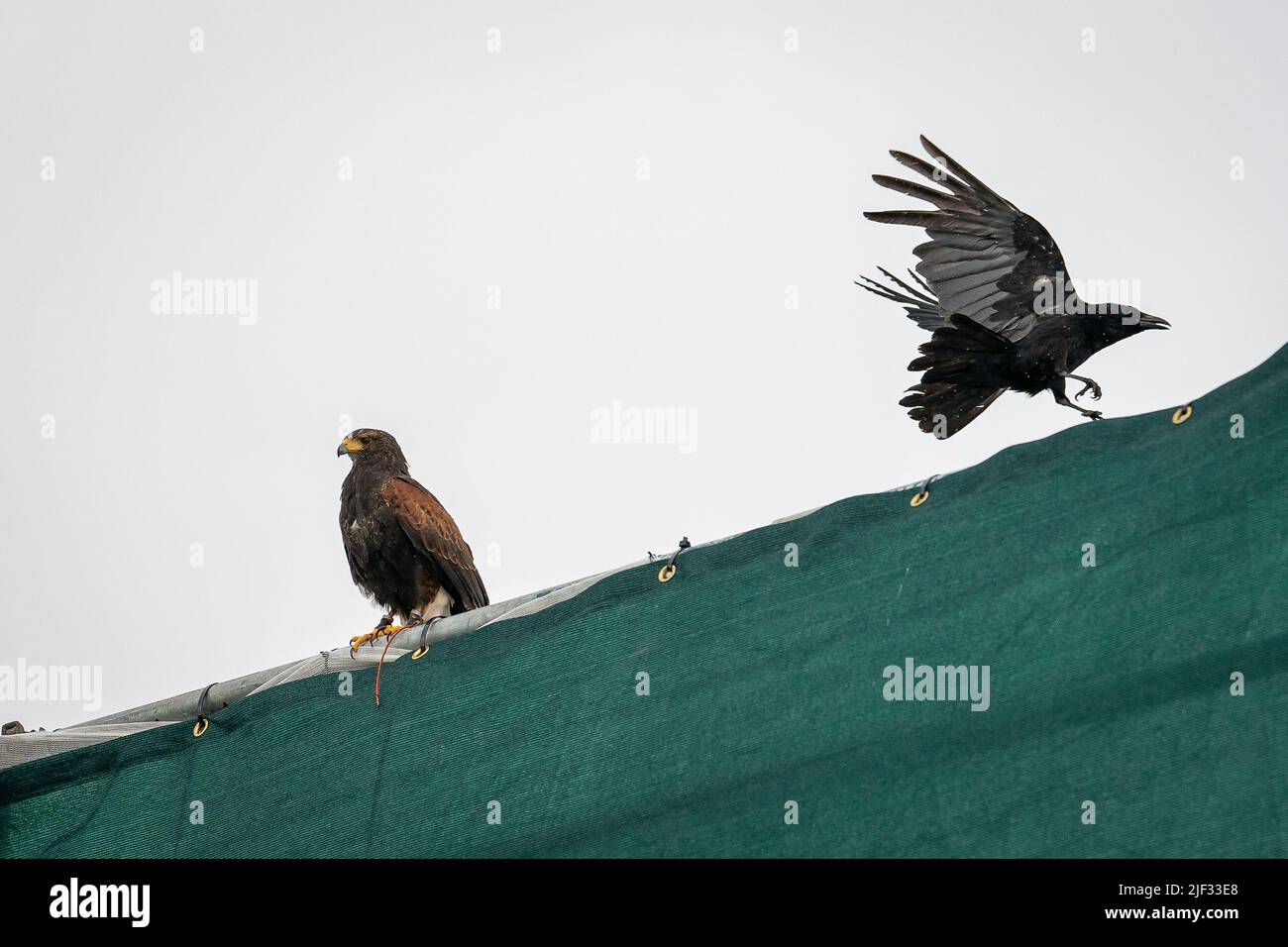 A crow flies next to Rufus the Harris hawk on day three of the 2022 ...