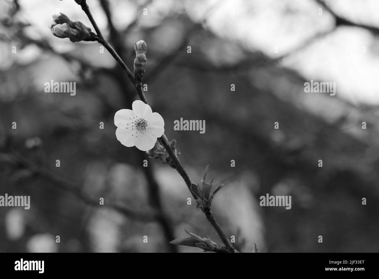Bright white apple tree blossom in full bloom on a branch in black and ...