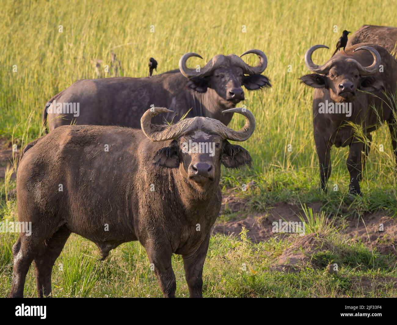 Portrait of an African buffalo in savanna, Murchison Falls National ...