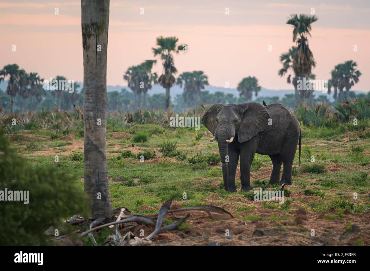Portrait of an African bush elephant near Murchison Falls National Park ...