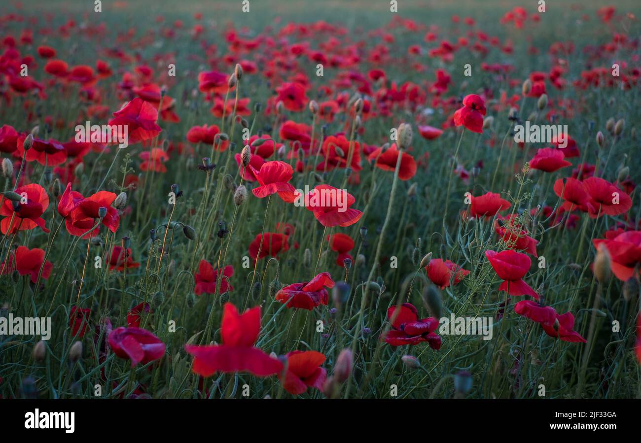 Field of poppies. Red poppy flowers at sunset. symbol of sleep, peace ...