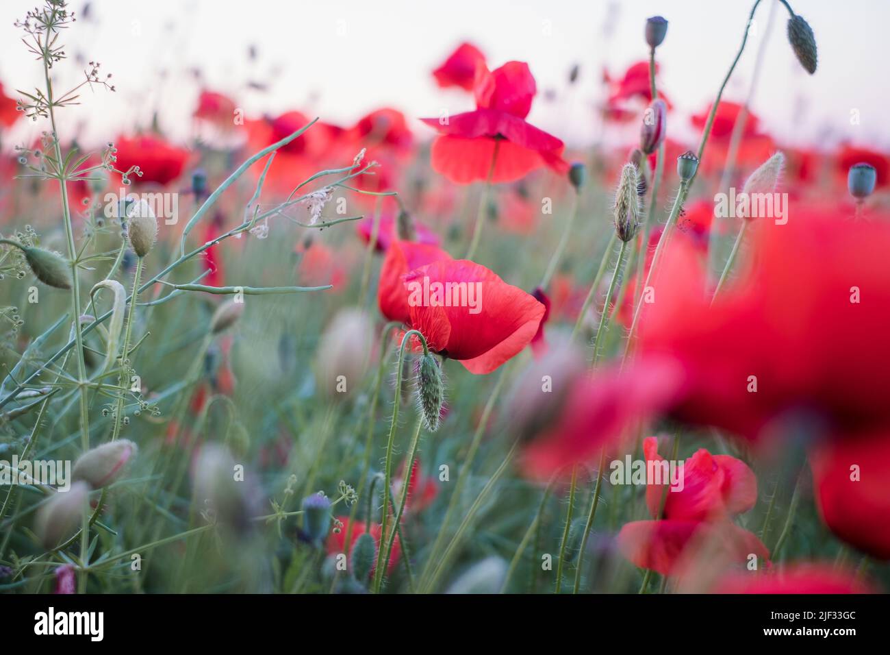 Field of poppies. Red poppy flowers at sunset. symbol of sleep, peace ...
