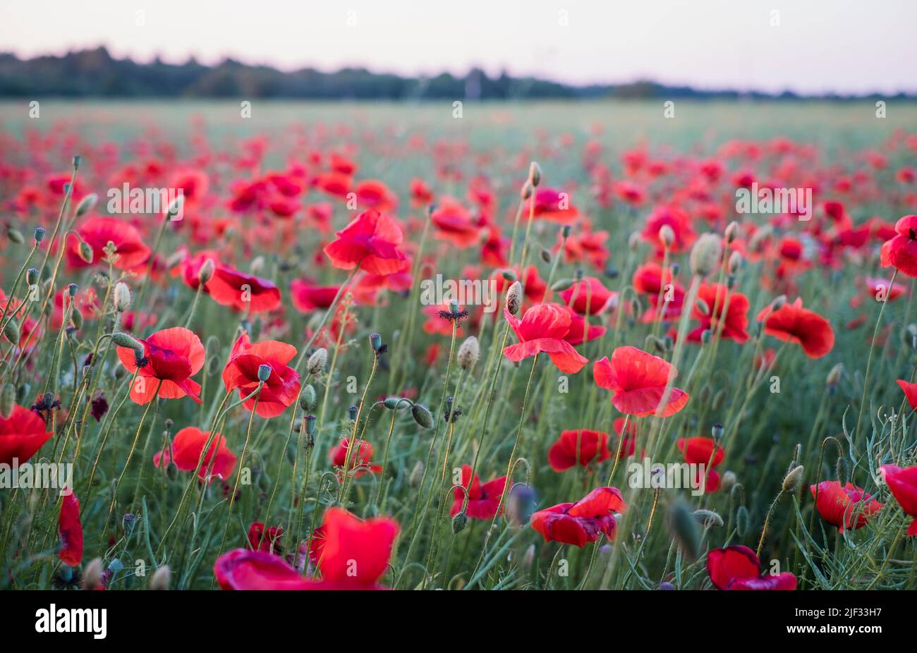 Field of poppies. Red poppy flowers at sunset. symbol of sleep, peace ...