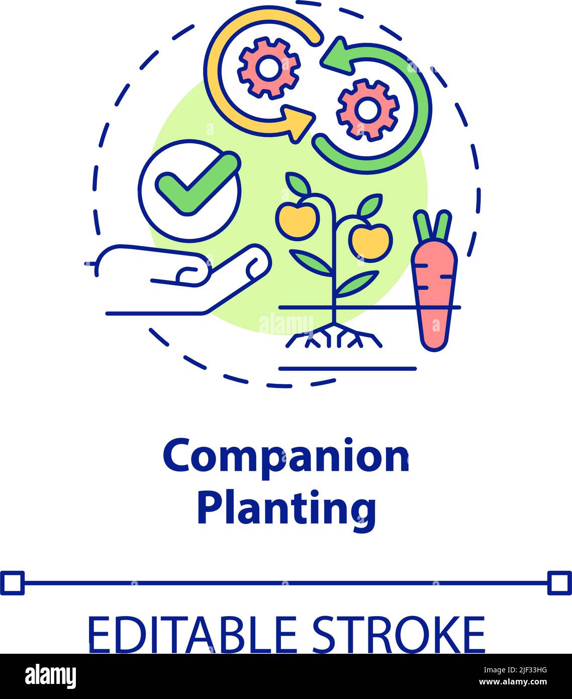 Plant companion Cut Out Stock Images & Pictures - Alamy