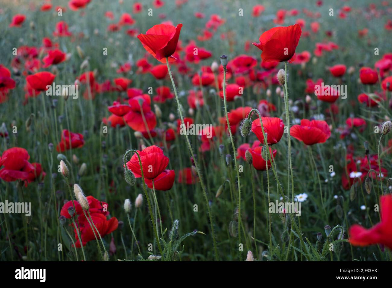 Field of poppies. Red poppy flowers at sunset. symbol of sleep, peace ...