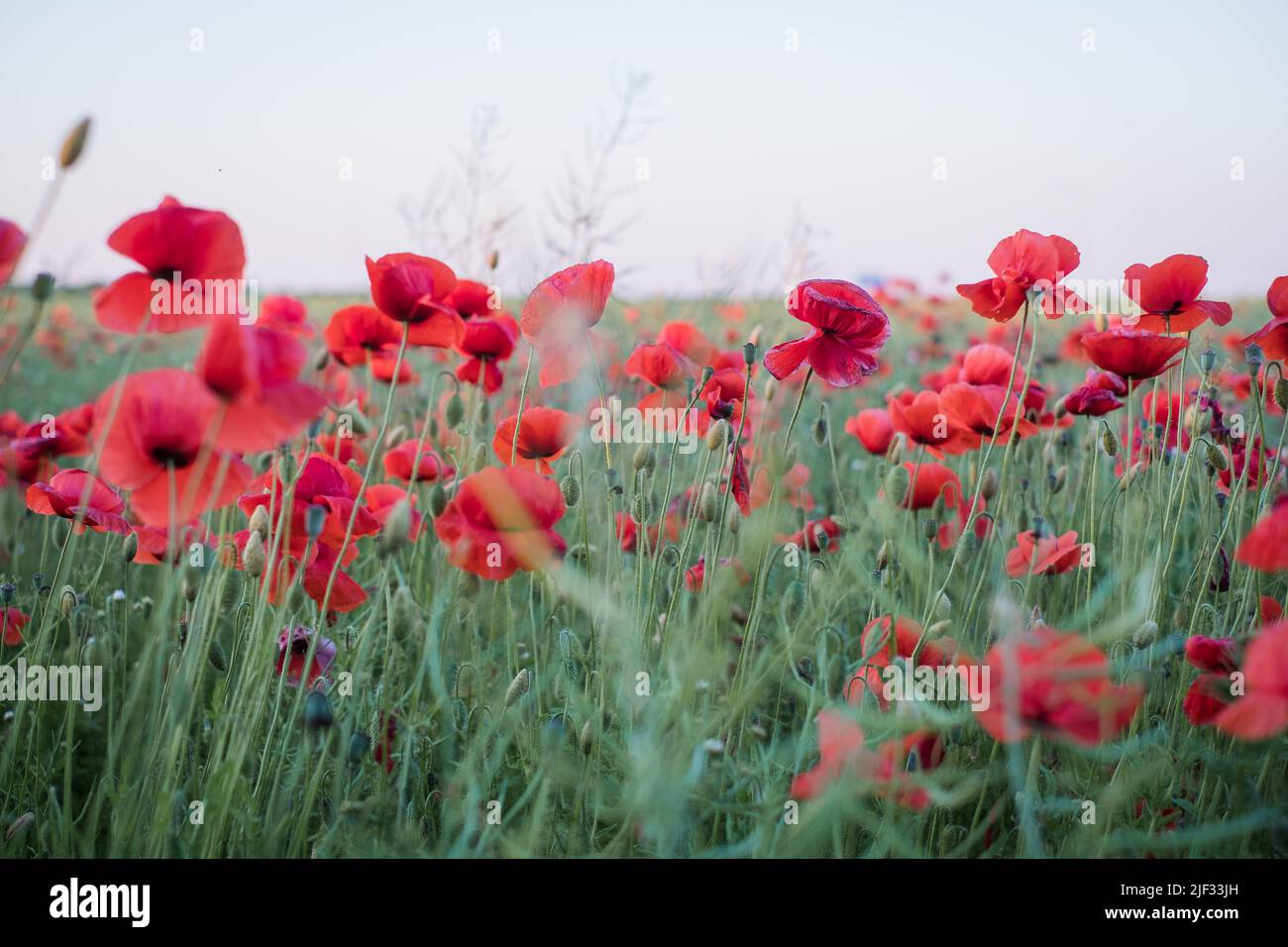 Field of poppies. Red poppy flowers at sunset. symbol of sleep, peace ...