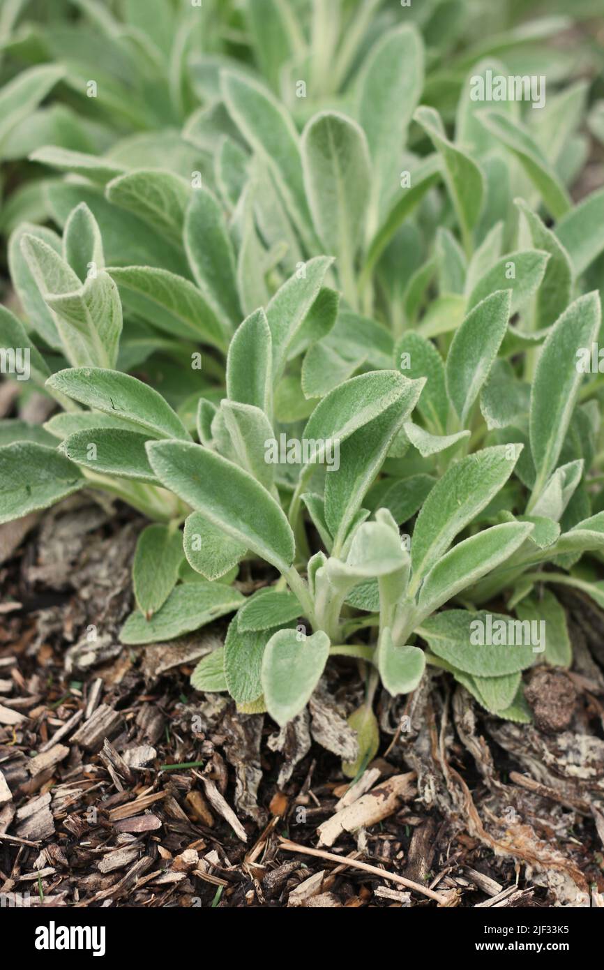 Beautiful summer sage plants growing in the sunny kitchen garden Stock Photo - Alamy