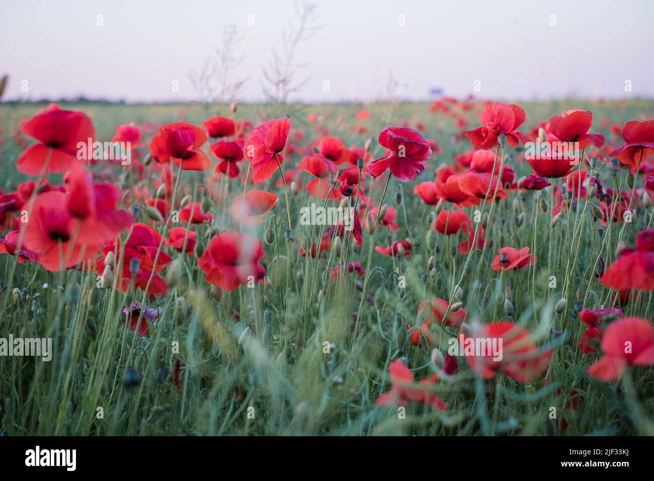 Field of poppies. Red poppy flowers at sunset. symbol of sleep, peace ...