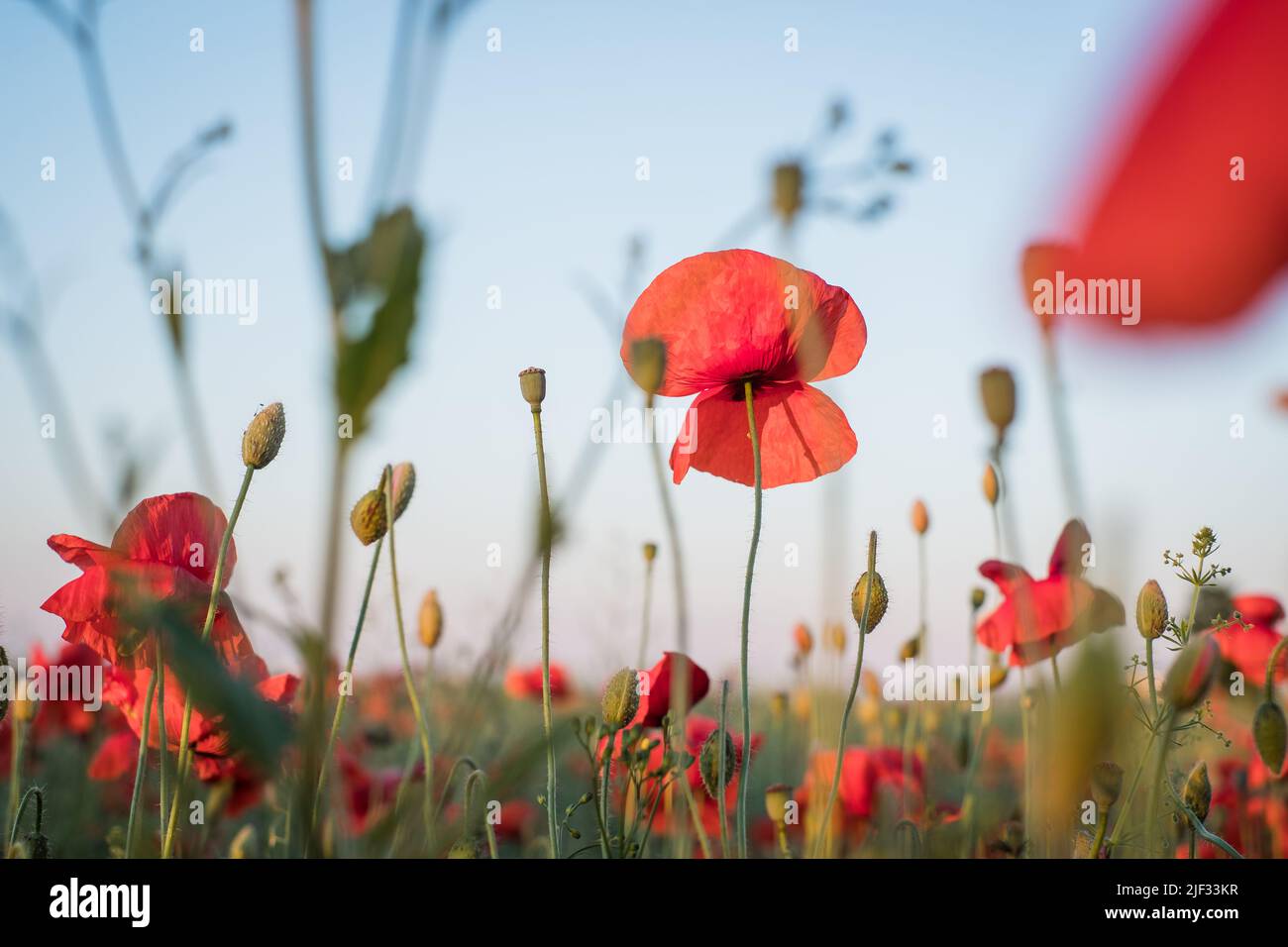 Field of poppies. Red poppy flowers at sunset. symbol of sleep, peace ...