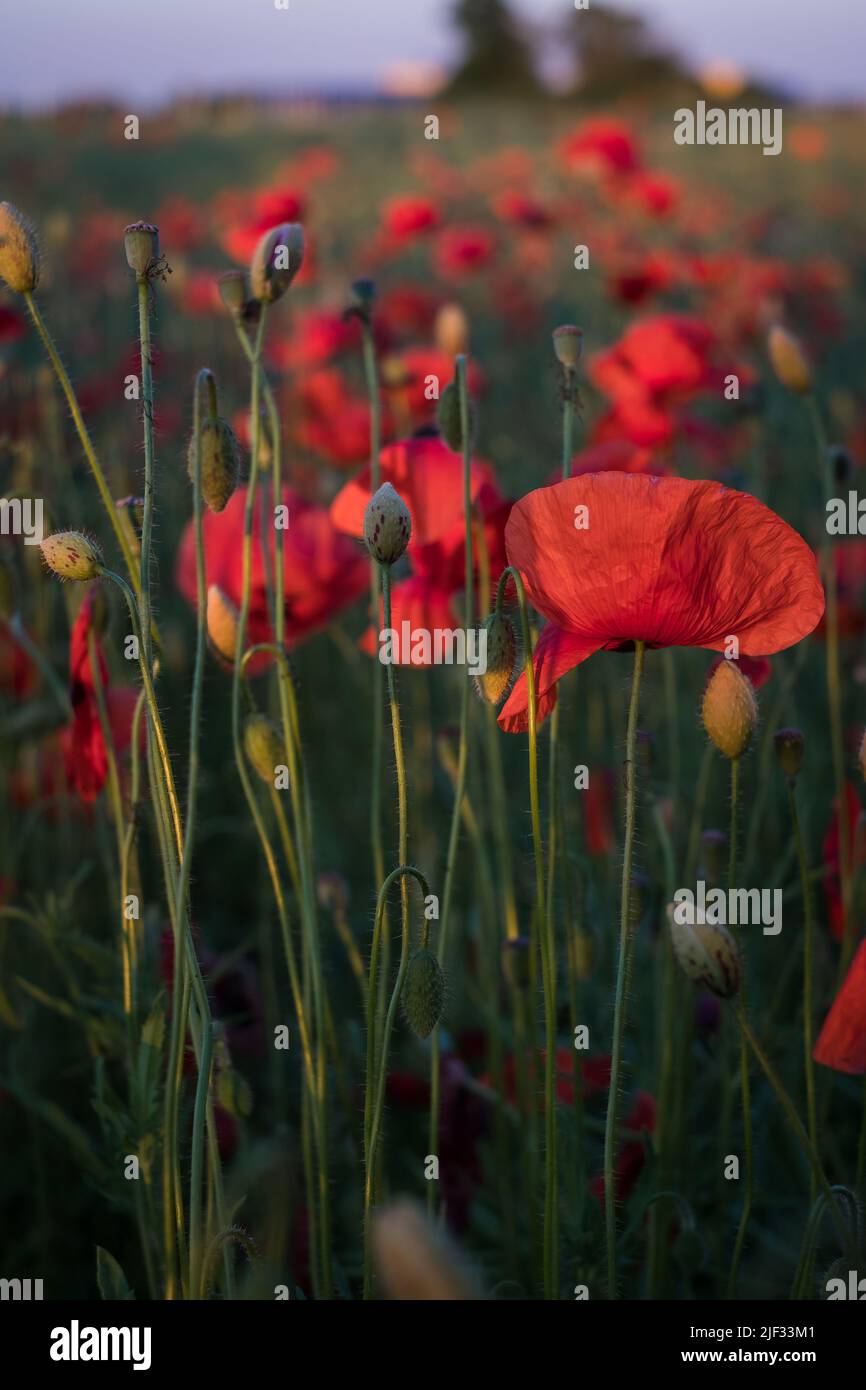 Field of poppies. Red poppy flowers at sunset. symbol of sleep, peace ...