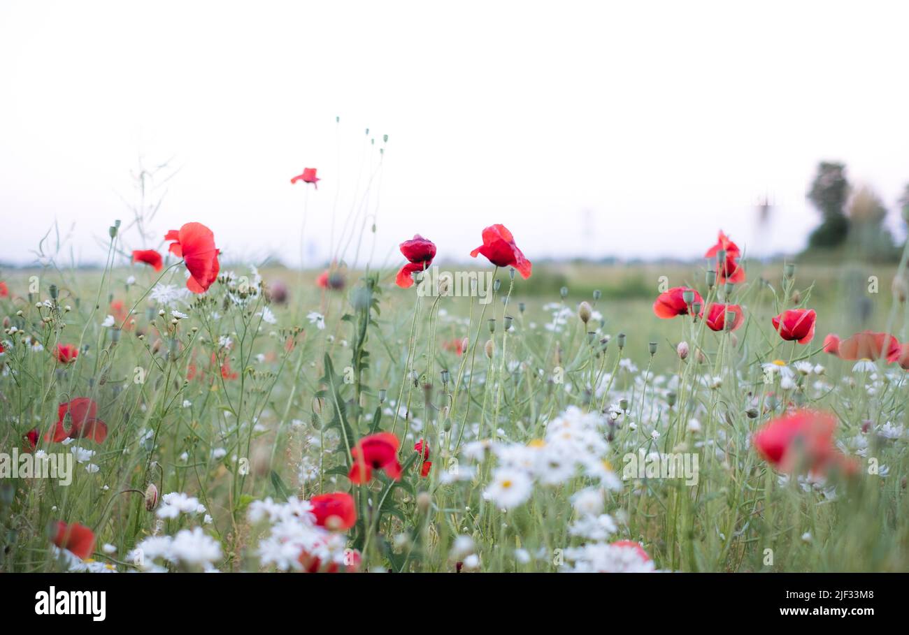 Field of poppies. Red poppy flowers at sunset. symbol of sleep, peace ...