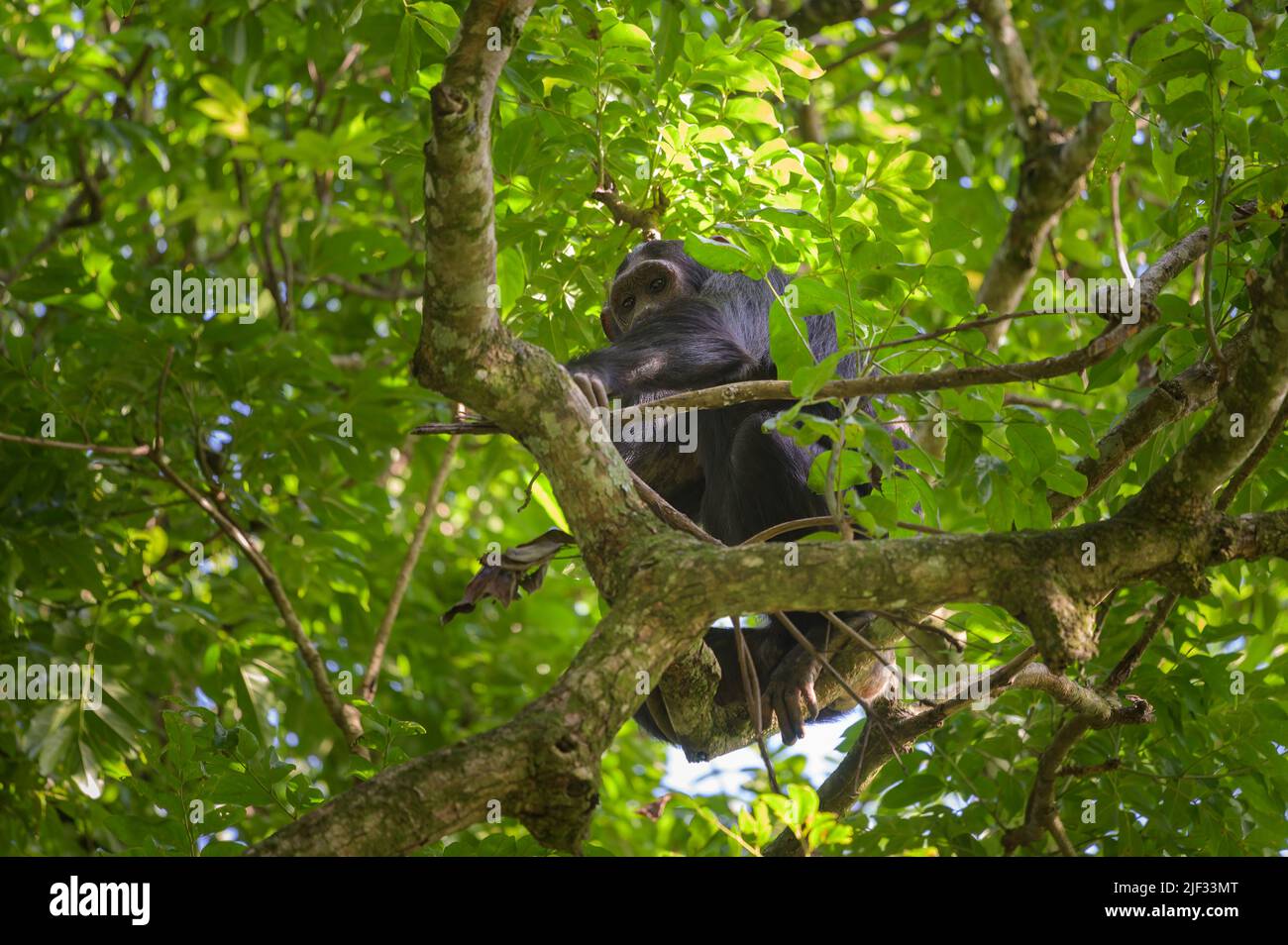 A chimpanzee sitting on a tree in a forest in Uganda Stock Photo - Alamy