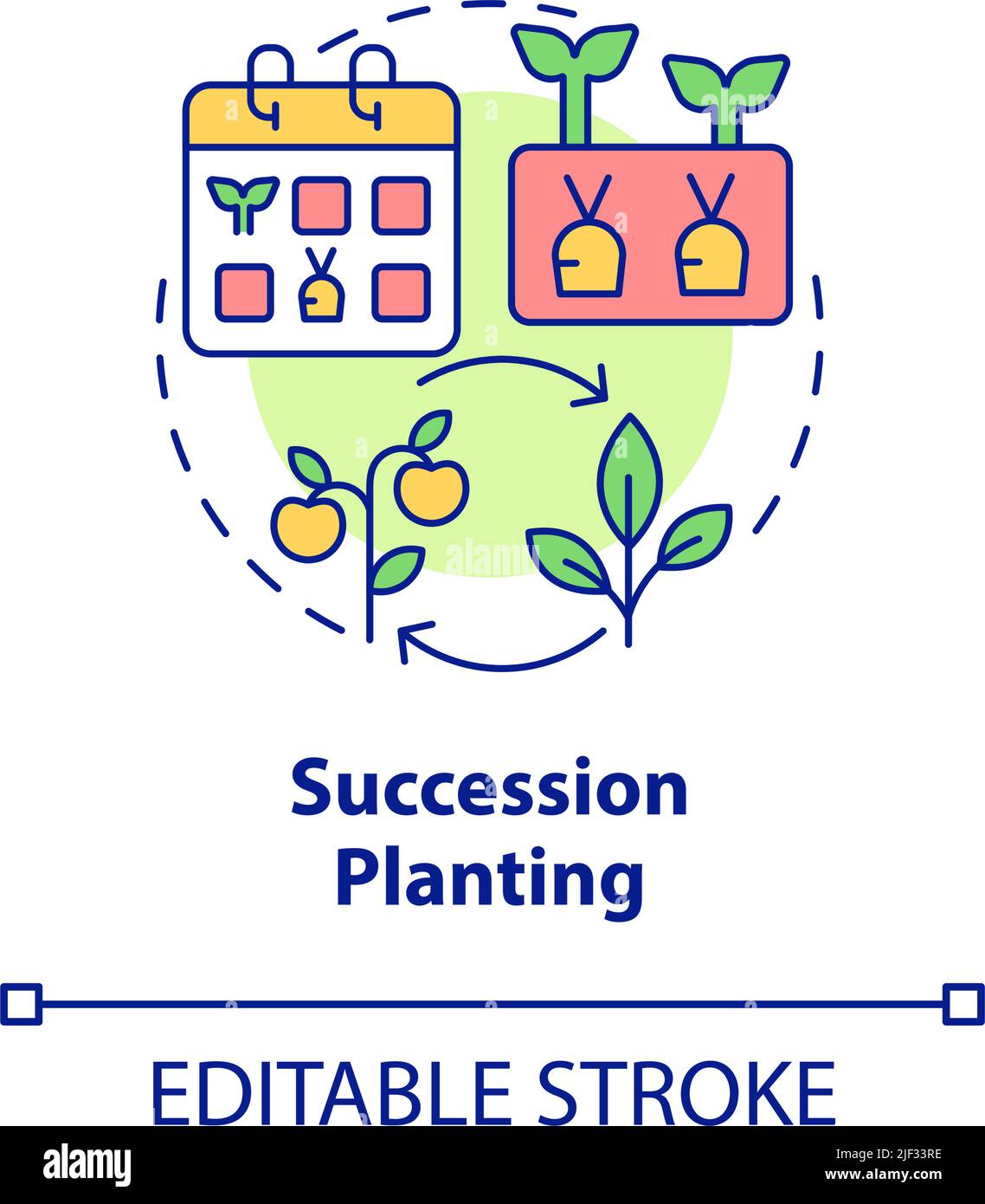 Succession planting concept icon Stock Vector Image & Art - Alamy