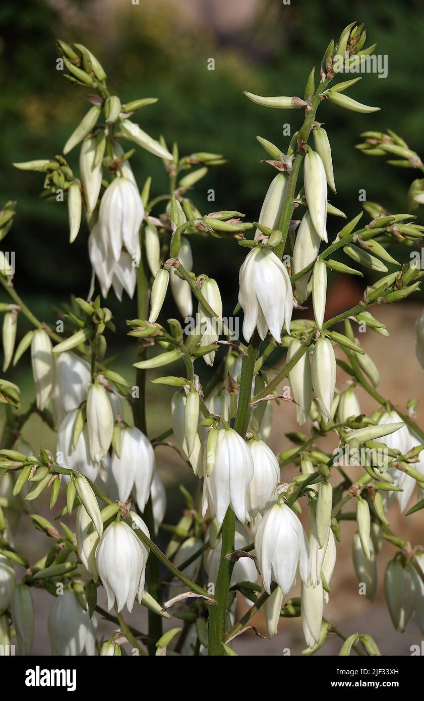 Yucca filamentata is a perennial evergreen, monoecious, almost stemless ...
