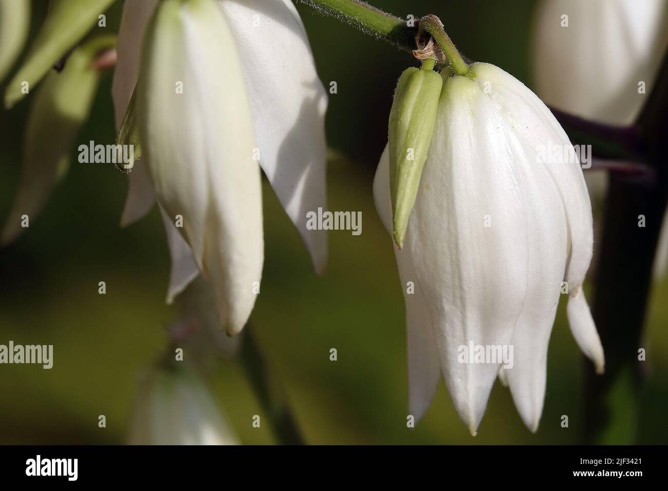 Yucca filamentata is a perennial evergreen, monoecious, almost stemless ...