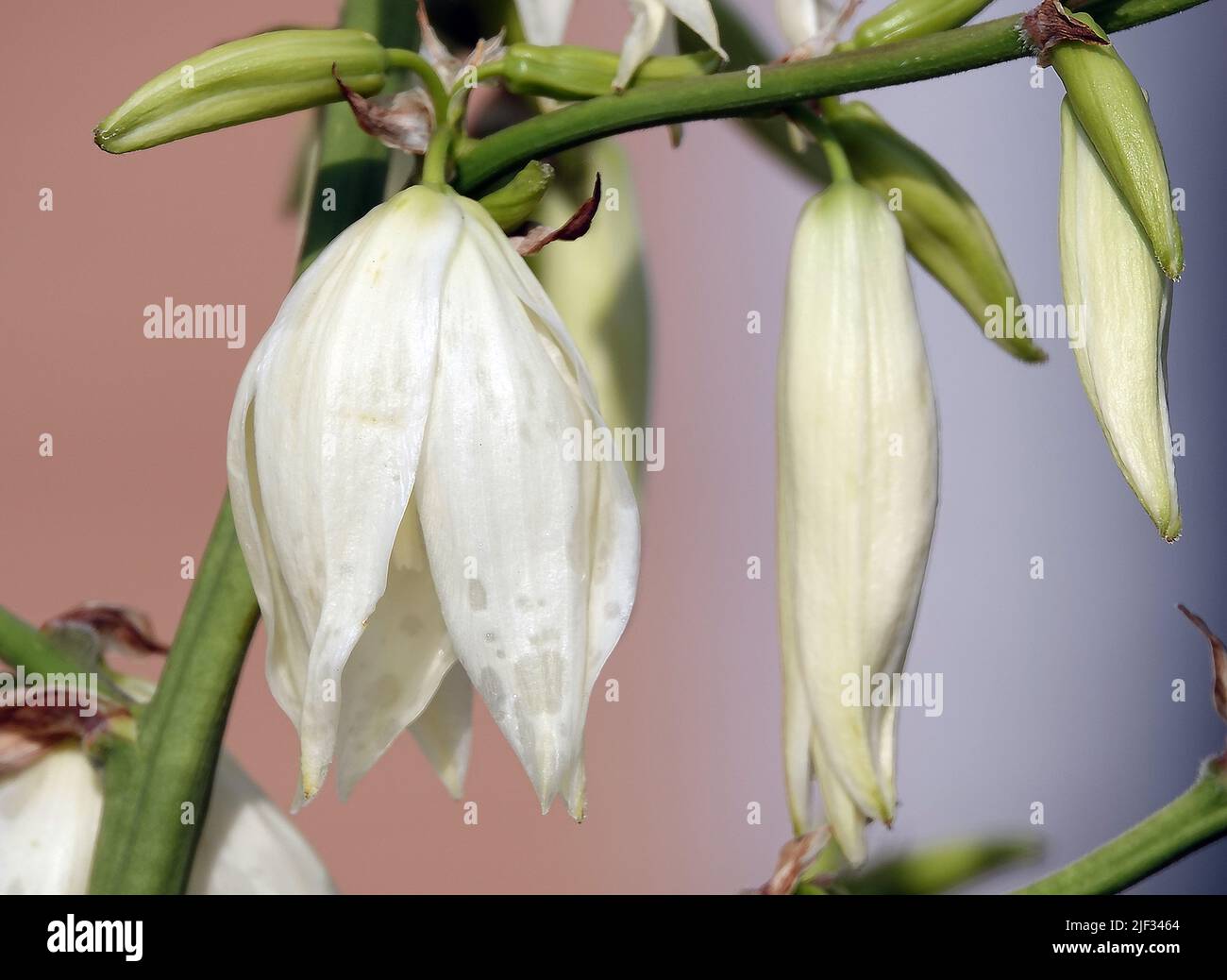 Yucca filamentata is a perennial evergreen, monoecious, almost stemless ...