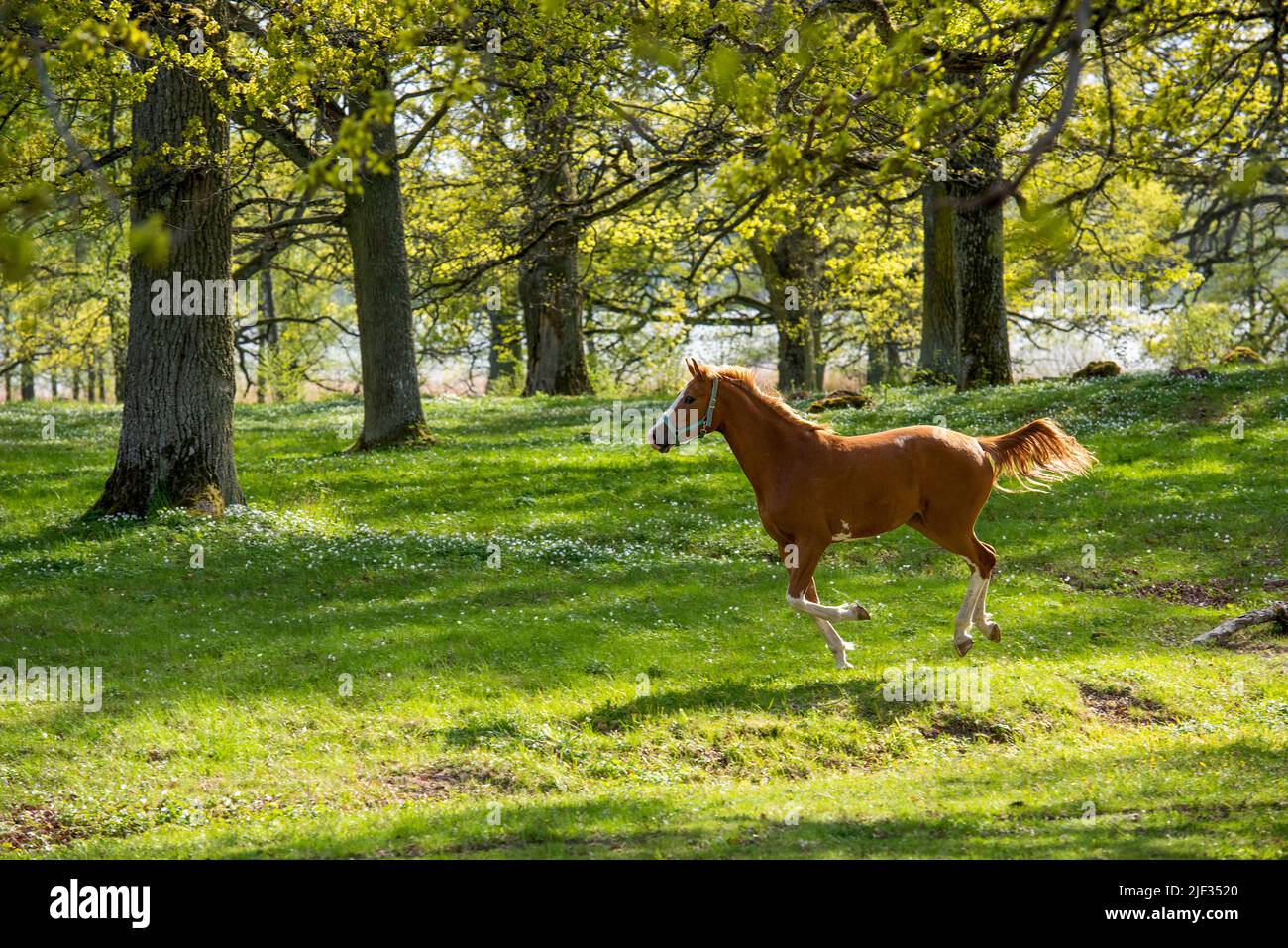 See oljaren hi-res stock photography and images - Alamy