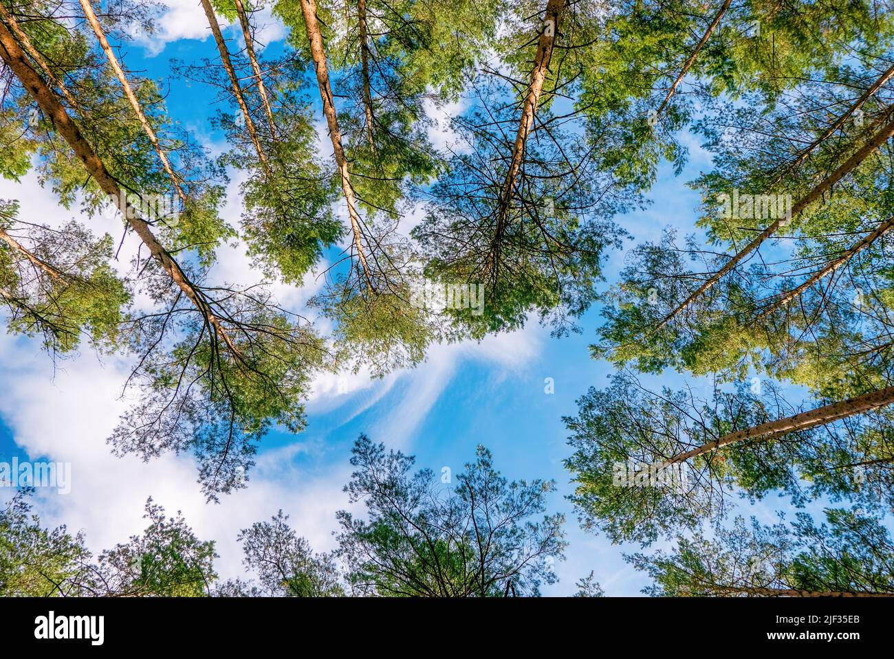 The blue sky and white clouds and pine trees hi-res stock photography ...