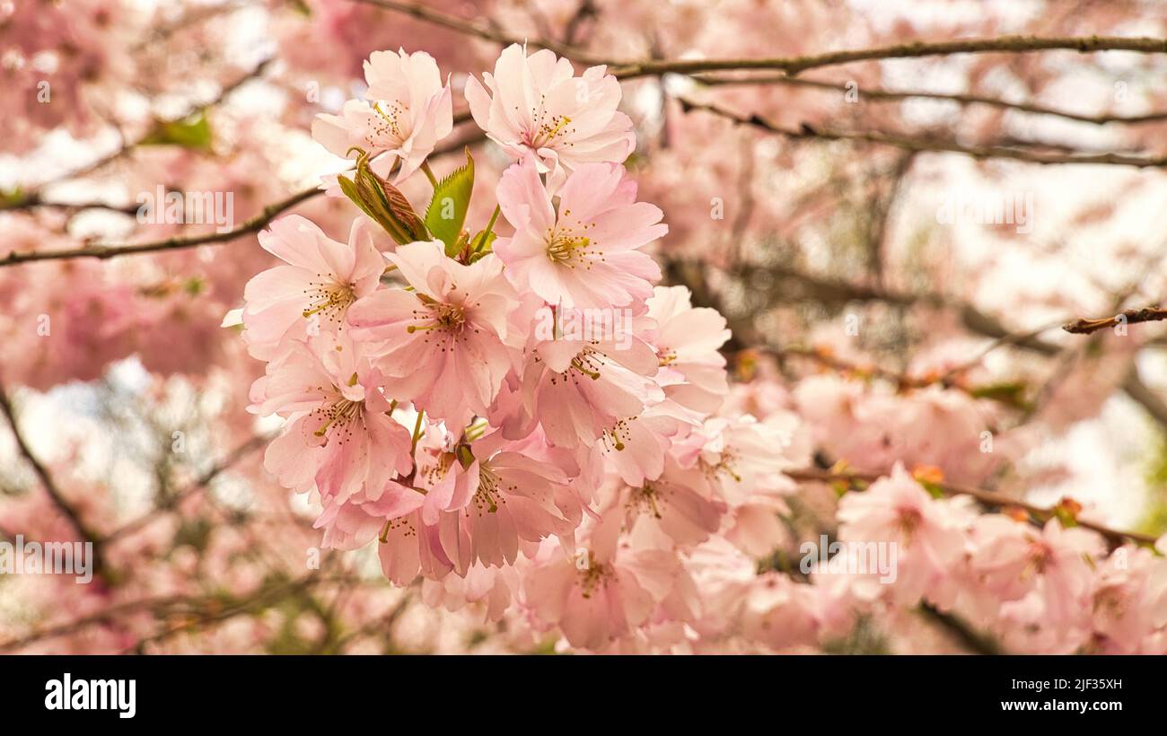 Cherry blossoms in the park in Berlin. In spring these beautiful ...