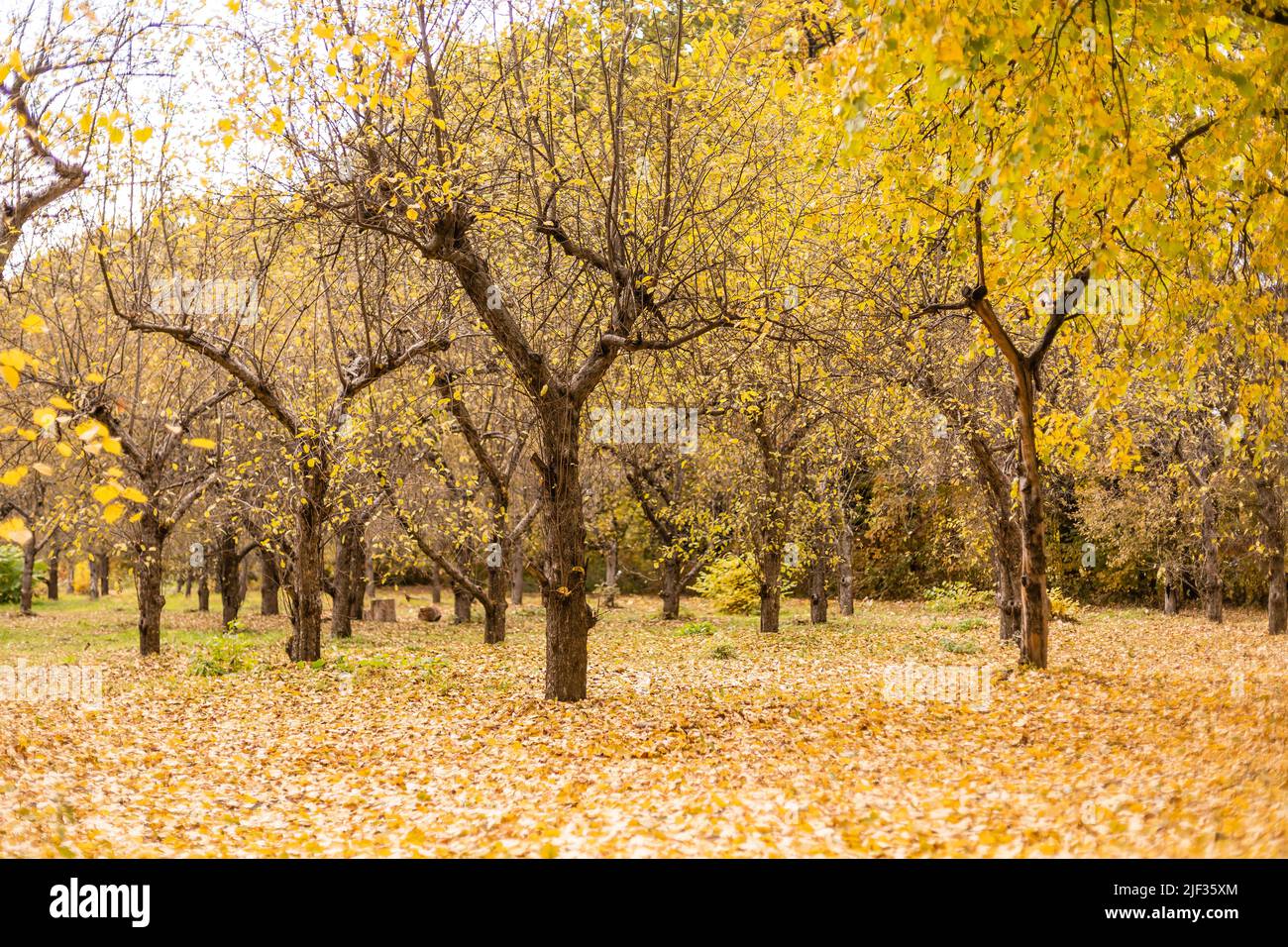 beautiful autumn park at sunny weather Stock Photo - Alamy
