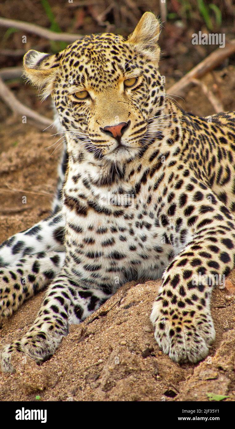 Leopard, Panthera pardus, Kruger National Park, Mpumalanga, South ...