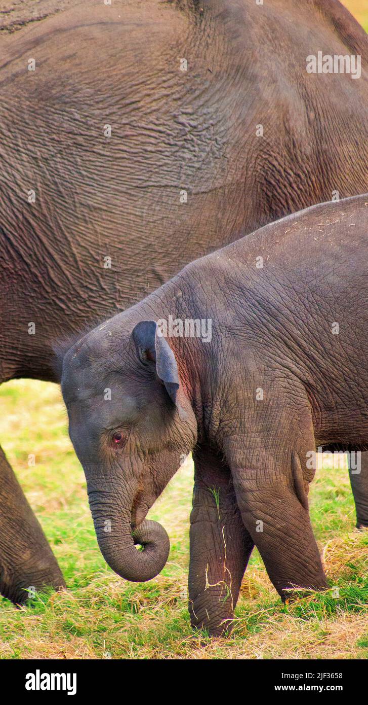 Sri Lankan Elephant, Elephas maximus maximus, Minneriya National Park ...
