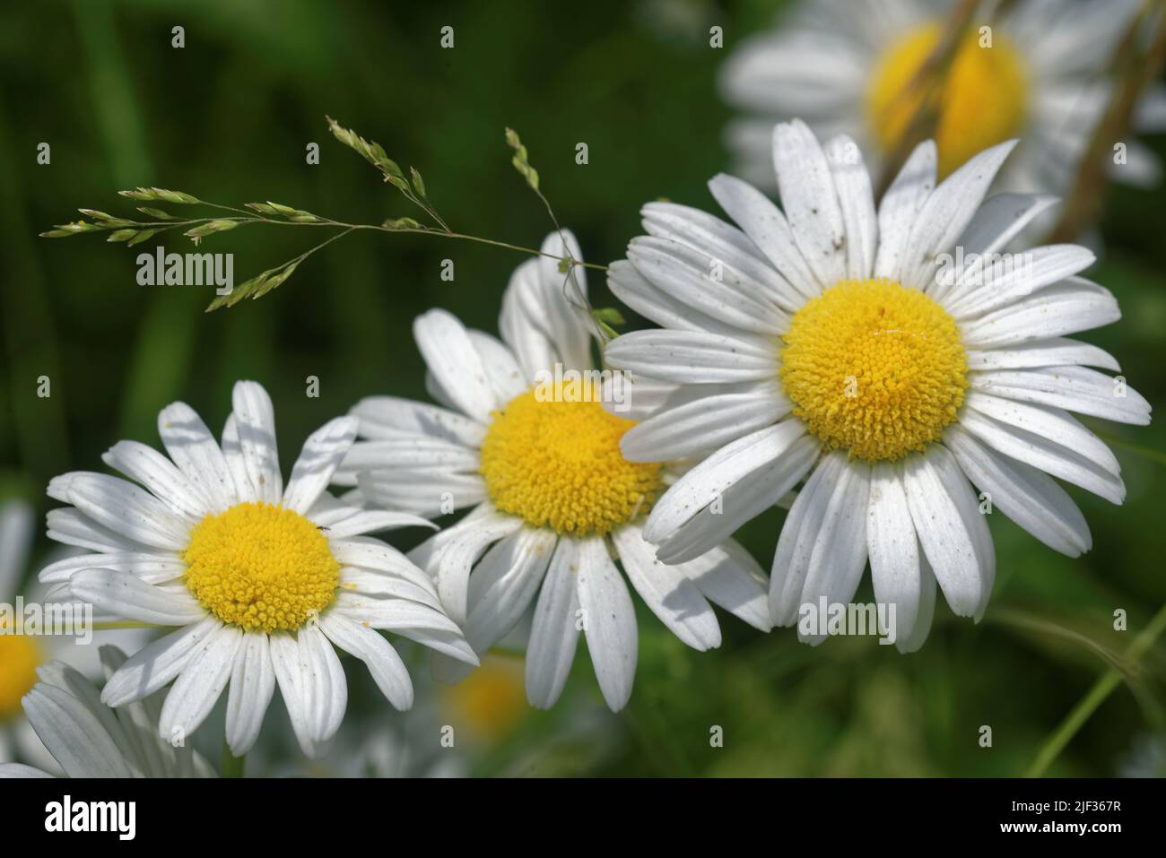 Leucanthemum vulgare, commonly known as the ox-eye daisy, oxeye daisy ...