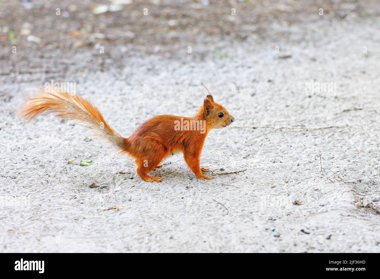 Portrait in profile of a red squirrel against the background of gray ...