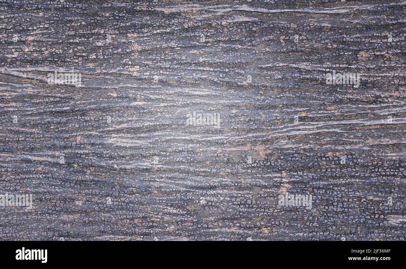 Texture of bark wood use as natural background. Wooden background for ...
