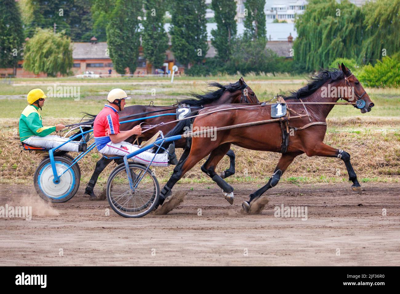 The running of beautiful and graceful horses harnessed to chariots ...