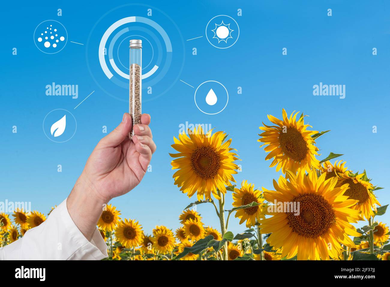 Quality inspector checking a sample of sunflower seeds in a test tube ...