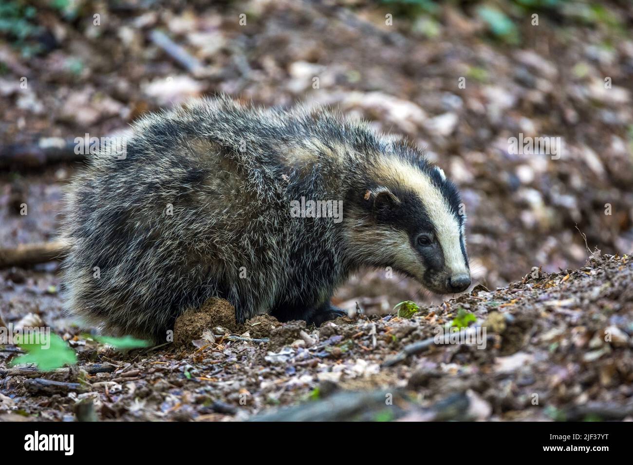 Old World badger, Eurasian badger (Meles meles), young animal foraging ...