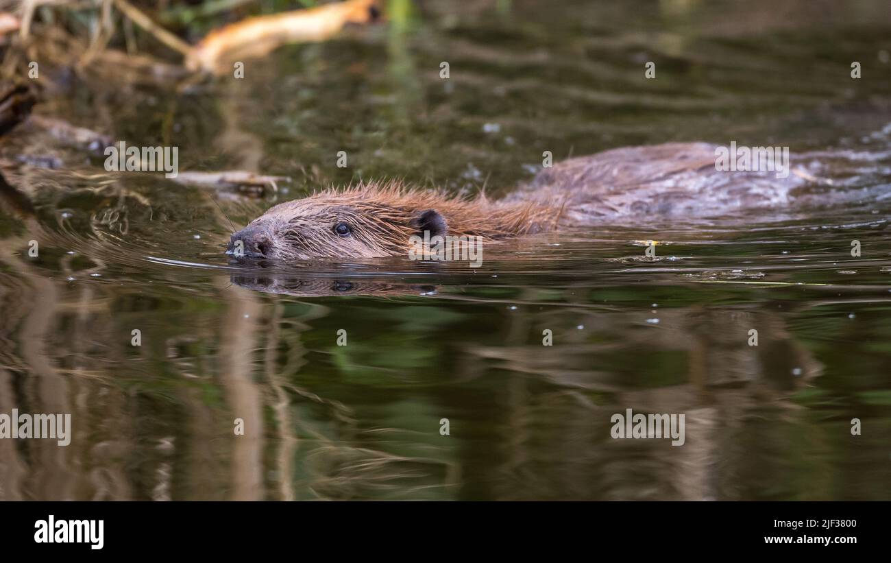 Eurasian beaver, European beaver (Castor fiber), swimming, side view ...